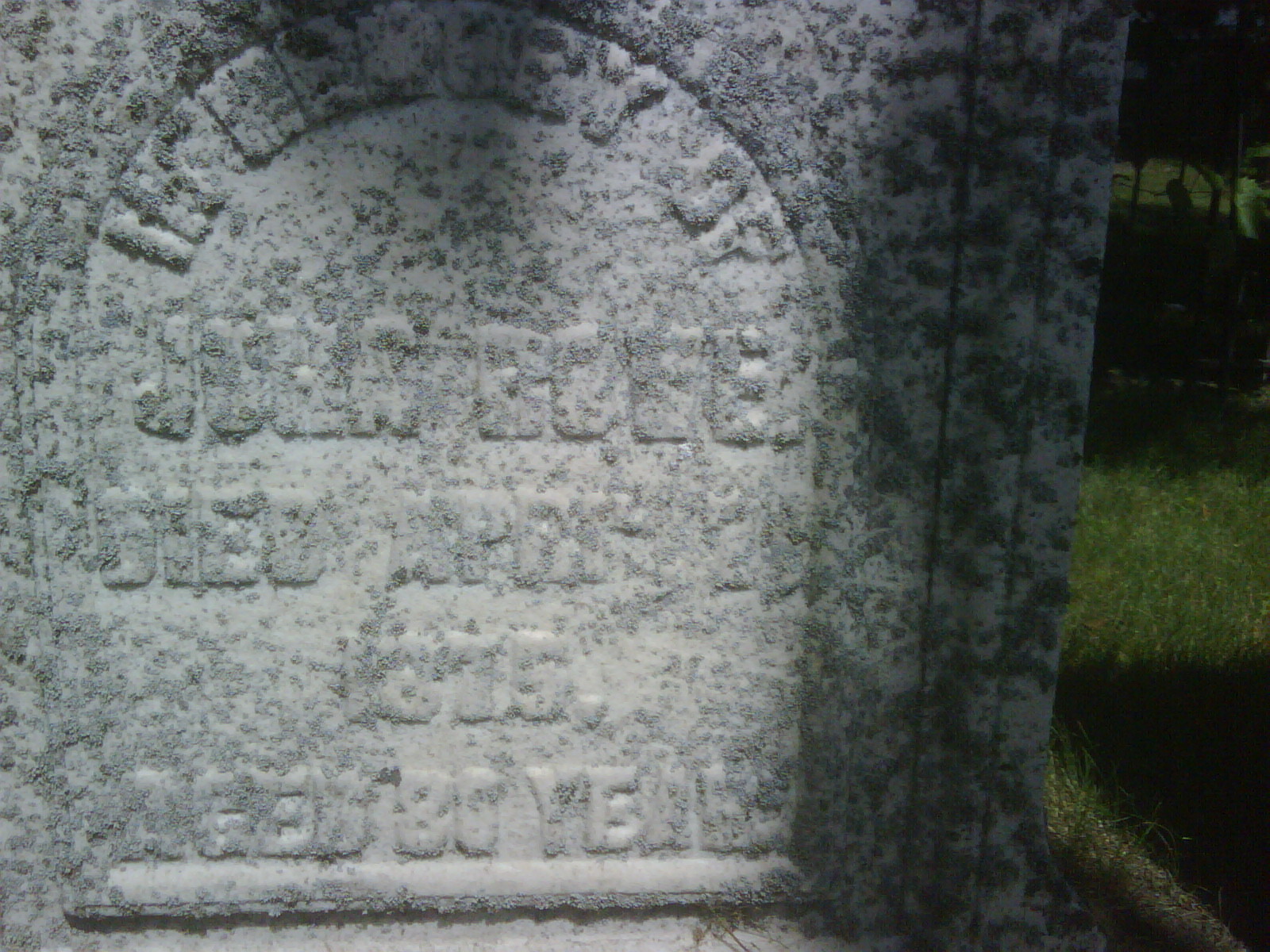 TreesByDan - Exhibit